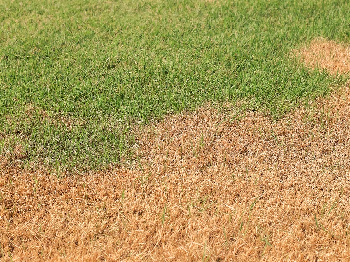 How Do I Get Rid of Brown Patches in My Lawn? - Legacy Turf Care