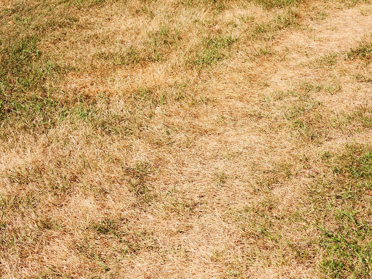 How Do I Get Rid of Brown Patches in My Lawn? - Legacy Turf Care
